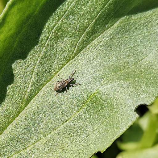 More pests in broad beans and peas - Nibio