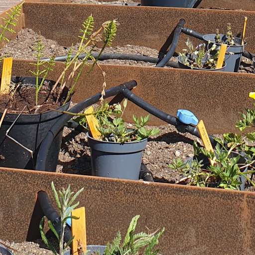 From lawn to weed garden - Nibio