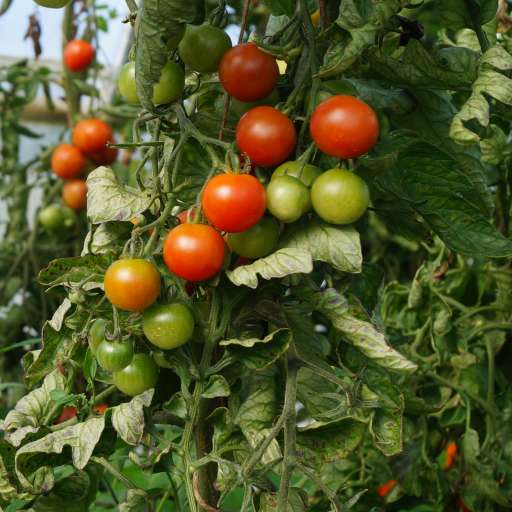 Quarantine pest discovered in tomato seeds - Nibio