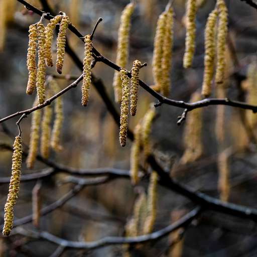 Pollen calendar - a tool against allergies - Nibio