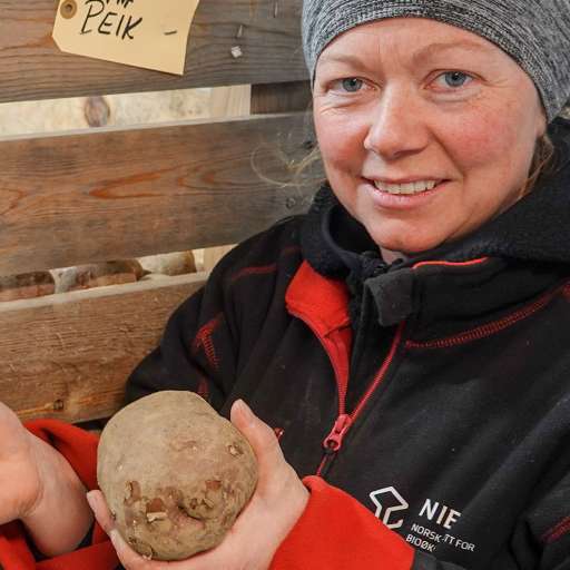 Norwegian potatoes all year round - Nibio
