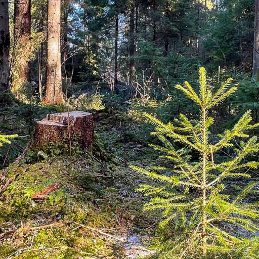 Opening up for more continuous cover forestry - Nibio