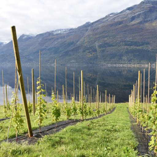 Can Norway become a wine country? - Nibio