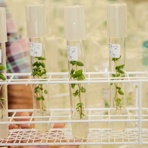 Three national clone banks to safeguard Norway’s food genes for the ...