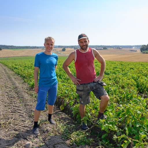 Changing potato blight gives new challenges - Nibio