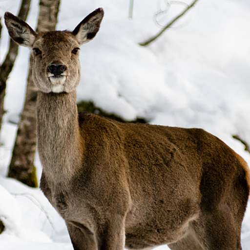 Deer die on the road - Nibio
