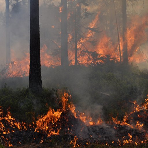 Fire-scarred trees record 700 years of natural and cultural fire ...