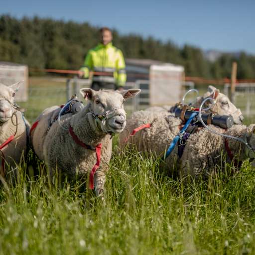 Greenhouse gas emissions from grazing sheep - Nibio