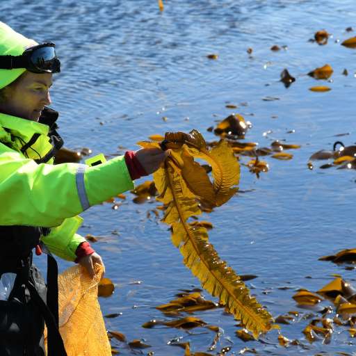 How to collect seaweed for the dinner table - Nibio