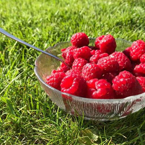 Improved control of viruses in strawberries and raspberries - Nibio