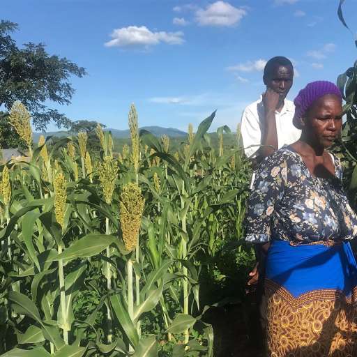 Improved yields in African project areas - Nibio