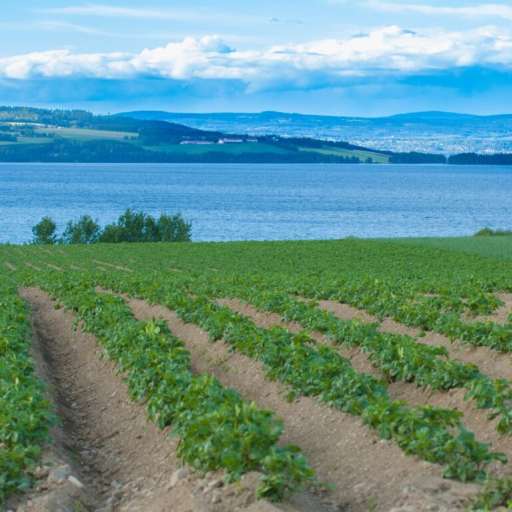 Oslo welcomes EAPR Triennial Conference 2024 on potatoes - Nibio