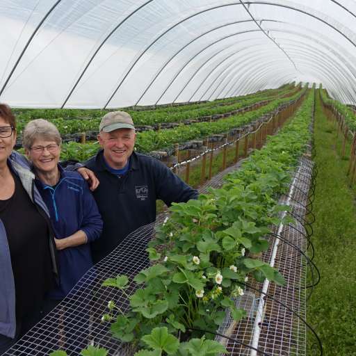 Strawberry revolution in Northern Norway - Nibio