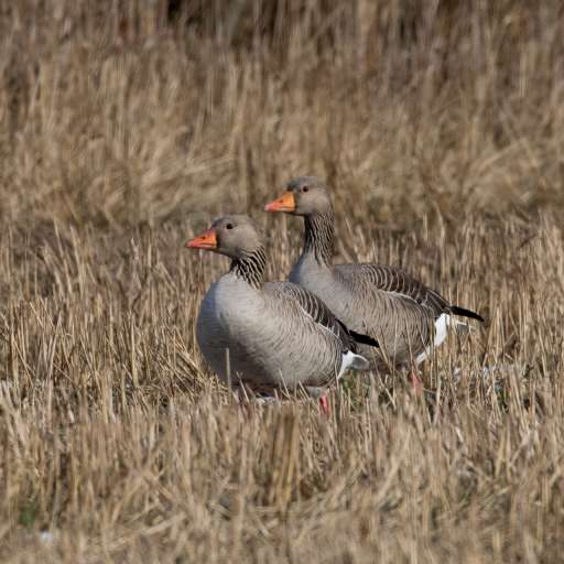The Greylag Goose: From farm to table - Nibio