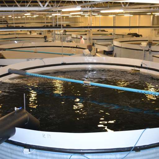 Varying fertilizer effect in fish sludge - Nibio