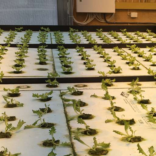 InnoLED: Red, white and blue LED lights in urban lettuce production - Nibio