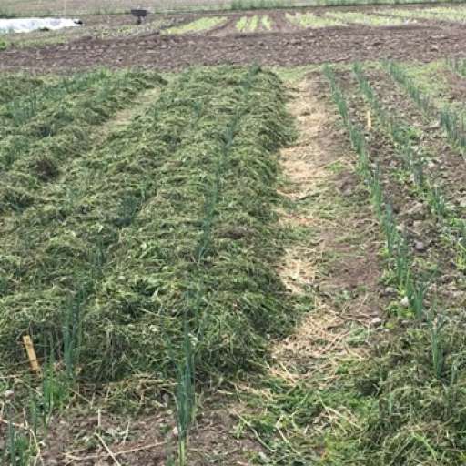 Mulching of organically grown row crops, for easy growing and increased ...
