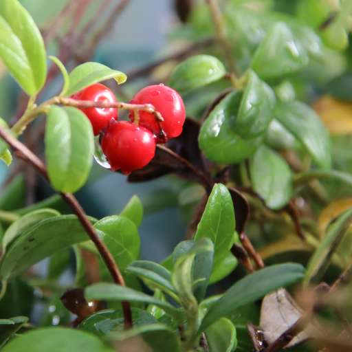 Norwegian wild berries-increased predictability and value creation - Nibio