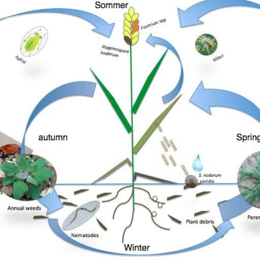 PlantStrength – Strenghtening the basis of sound plant protection - Nibio