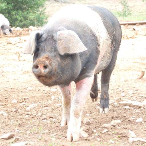 RObust Animals in sustainable Mixed FREE range systems - ROAM-Free - Nibio