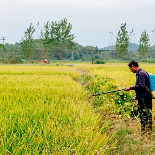 SINOGRAIN II - Nibio