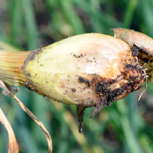 Strategies and methods to manage major pests and diseases of onion ...