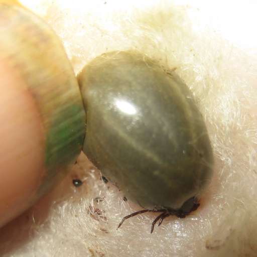 TICKLESS - Reduced ticks and tick-borne diseases in sheep by integrated ...