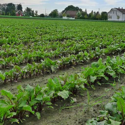 Areas with vegetable production - Nibio