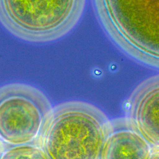 Microalgae And Bioactive Compounds Nibio