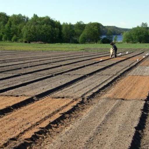 Nitrogen fertilization in organic crop rotations - Nibio