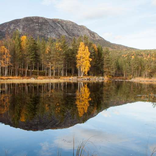 Sustainable Forestry in Norway - Nibio