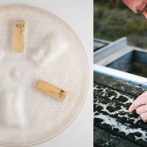 Biological testing and durability - Nibio