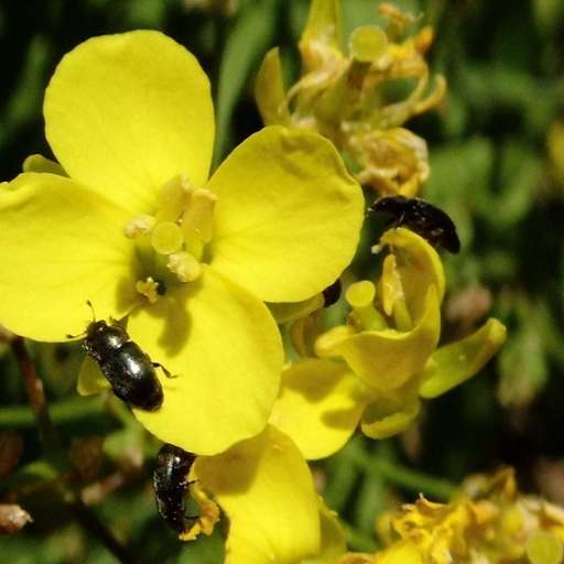 Volatile-assisted trap cropping - Nibio