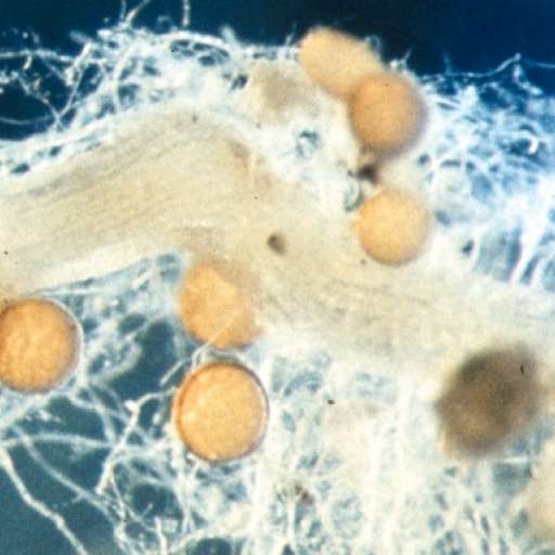 Mycorrhiza – the roots of the roots - Nibio
