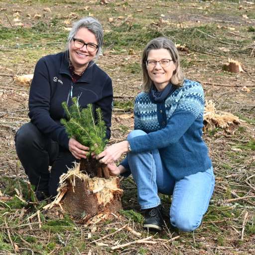 Er det verdt å gjødsle ved planting av gran og furu? - Nibio