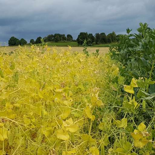 Erter og åkerbønner er god agronomi - Nibio