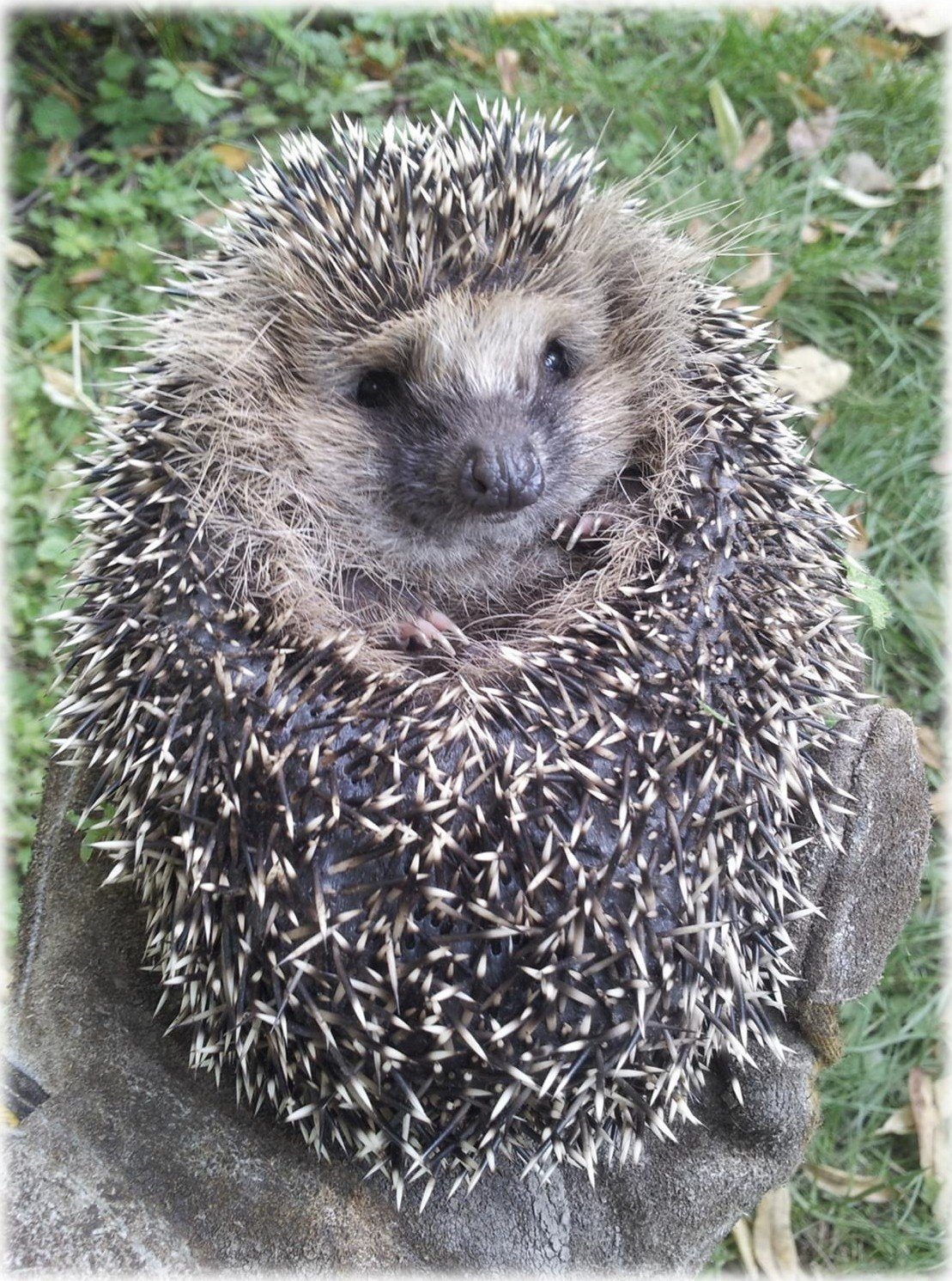 Finst det piggsvin i Pilestredet? - Nibio