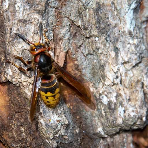 Fortsatt ingen geithams verken på Vestlandet eller i Trøndelag - Nibio