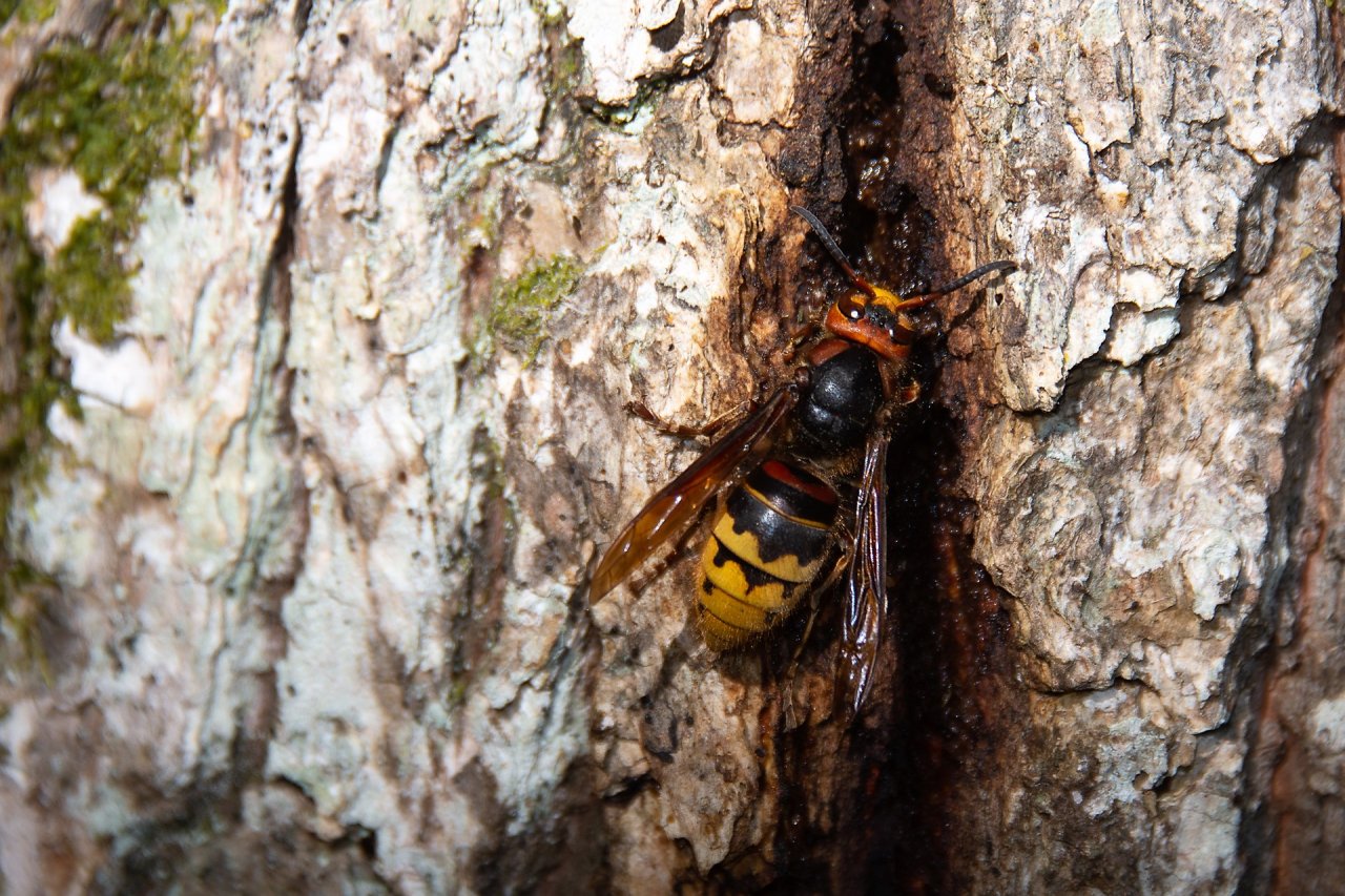 Geithams – vår største veps tilbake etter nesten 100 år - Nibio