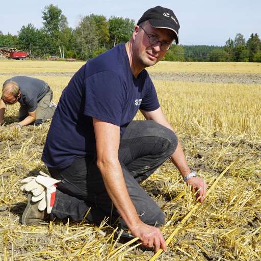 Halm kan bli viktig i fremtidens kornproduksjon - Nibio