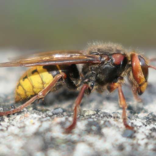 Hjelp oss å følge geithamsens spredning - Nibio