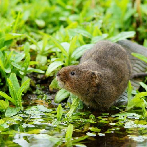 Hvordan kan du hindre at innmarka invaderes av vånd? - Nibio