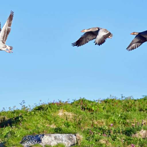 Jager grågås med laser - Nibio
