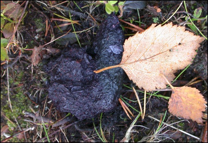 Kjenner du igjen en bjørnebæsj? - Nibio