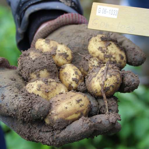 Langsiktig samarbeid for flere og bedre norske poteter - Nibio