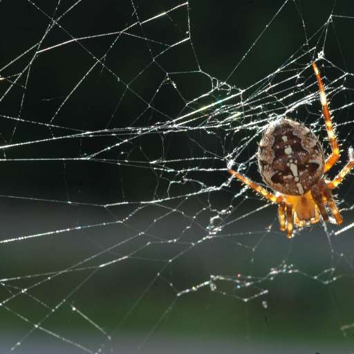 Lille Petter edderkopp hjelper deg i hagen - Nibio