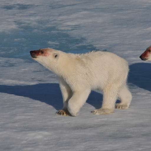 Newly elected vice president for the International Association for Bear ...