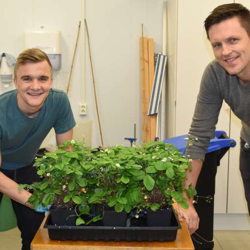 NIBIO har laget Norges første CRISPR-matplante - Nibio