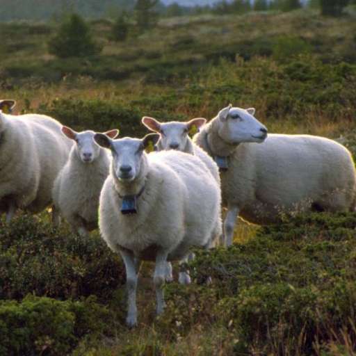 Norge – et utmarksland - Nibio