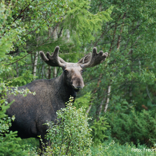 Også elgen blir hva den spiser - Nibio